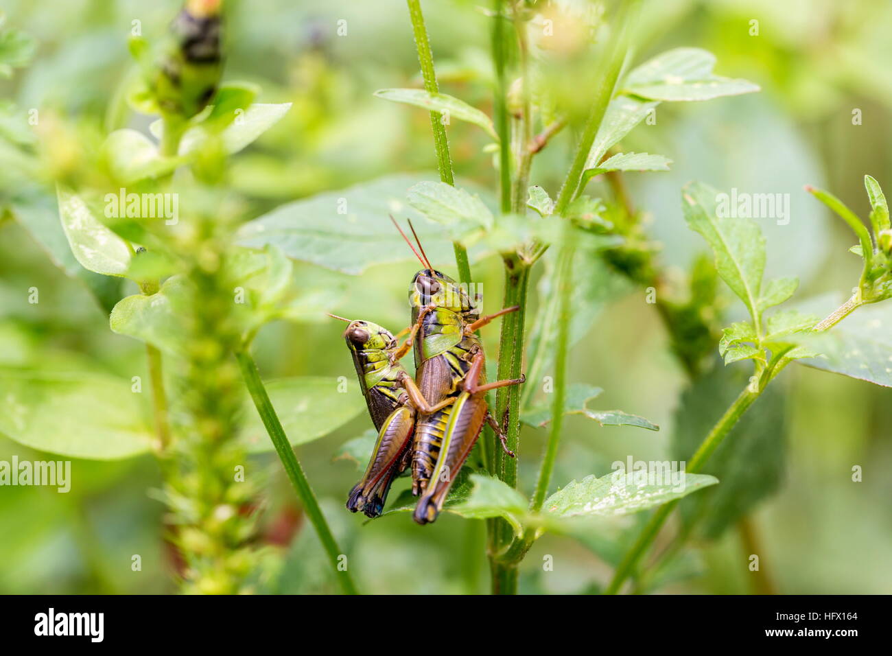 Grasshopper in a field in Mexico Stock Photo - Alamy