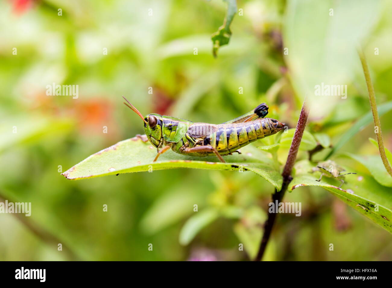 Grasshopper in a field in Mexico Stock Photo - Alamy