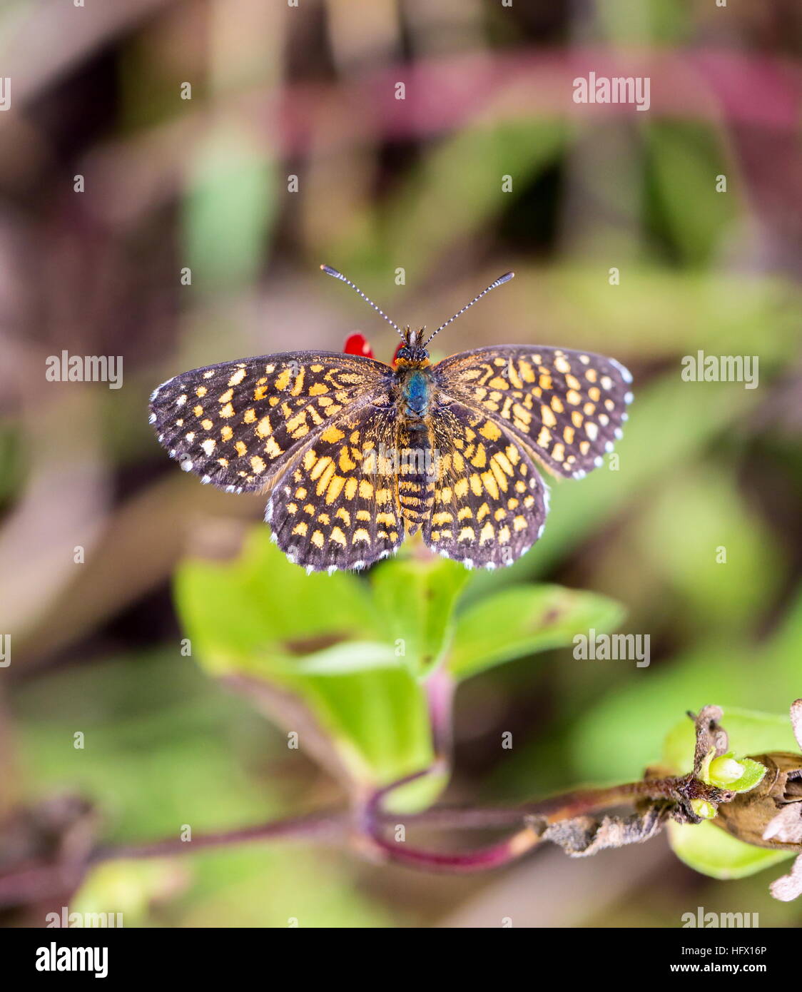 Bordered Patch butterfly in central Mexico. Orange and brown butterfly ...