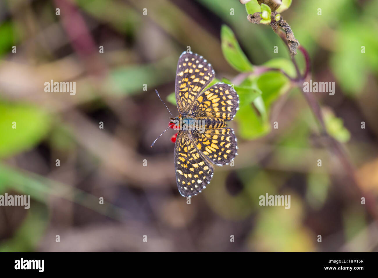 Bordered Patch butterfly in central Mexico. Orange and brown butterfly ...