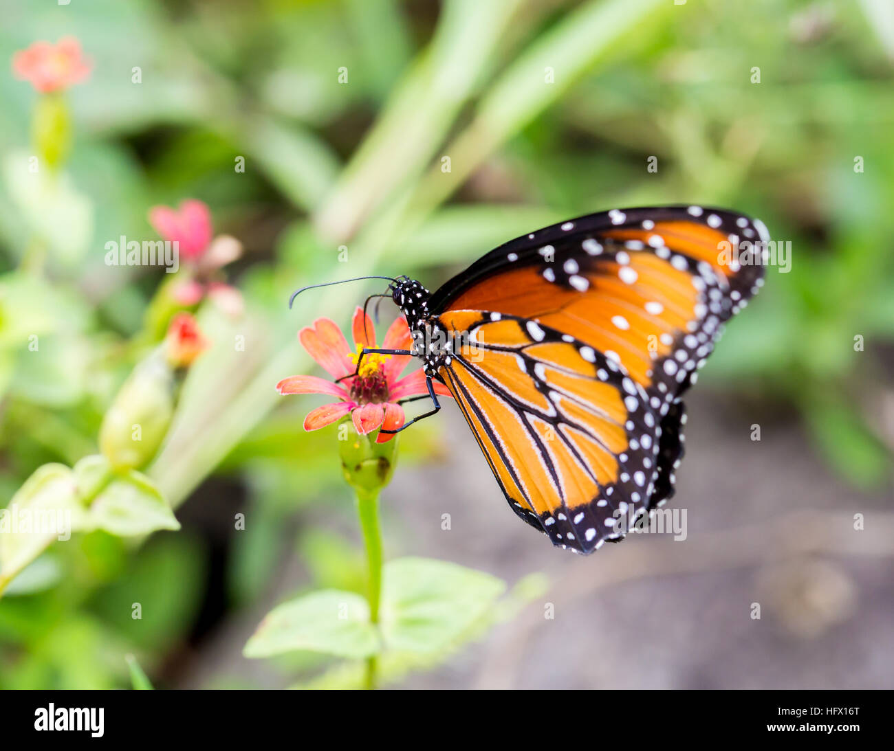 Bordered Patch butterfly in central Mexico. Orange and brown butterfly ...