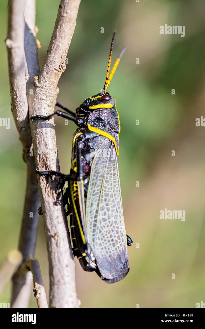 Grasshopper family hi-res stock photography and images - Alamy