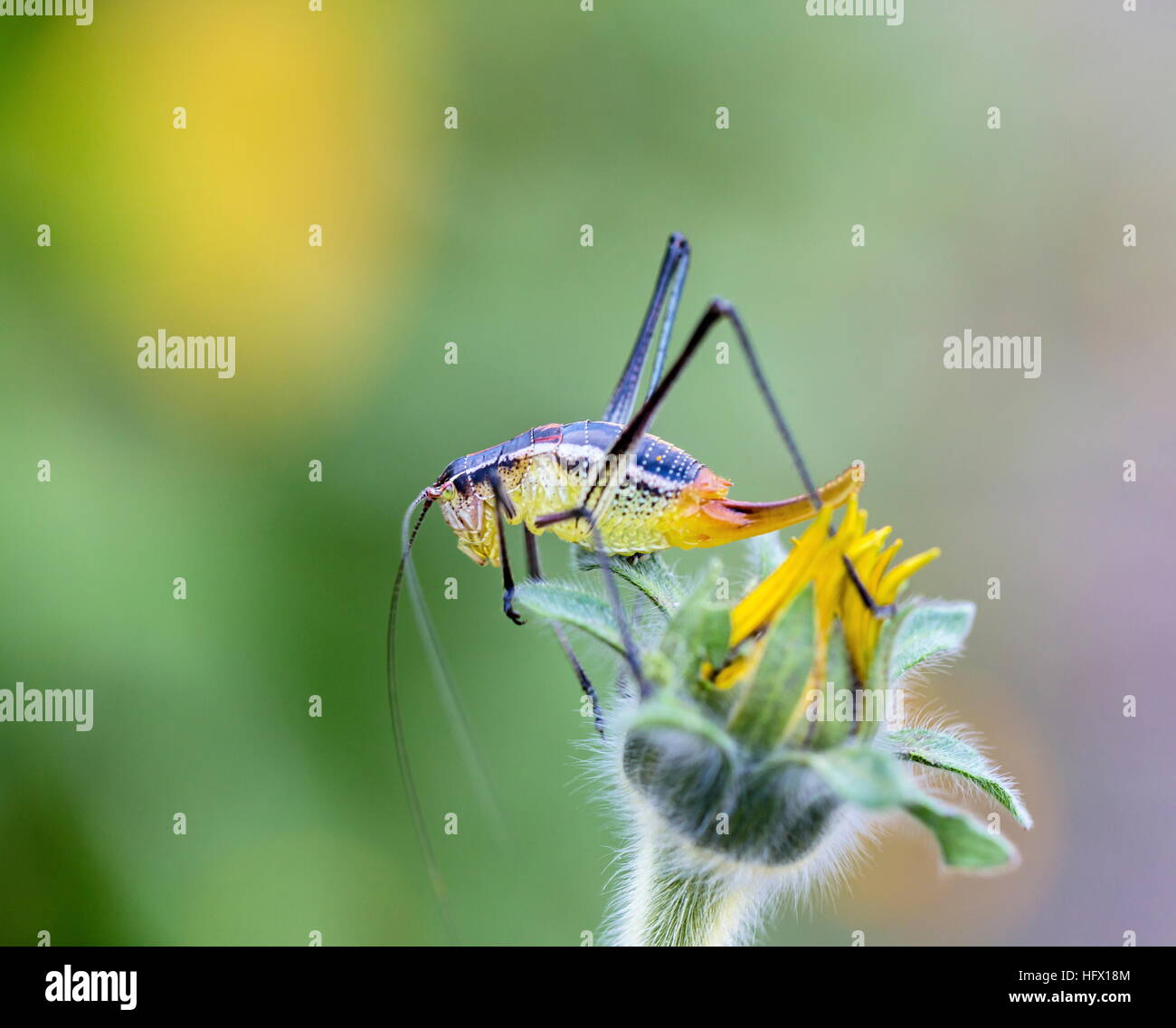 Fork tailed bush katydid hi-res stock photography and images - Alamy
