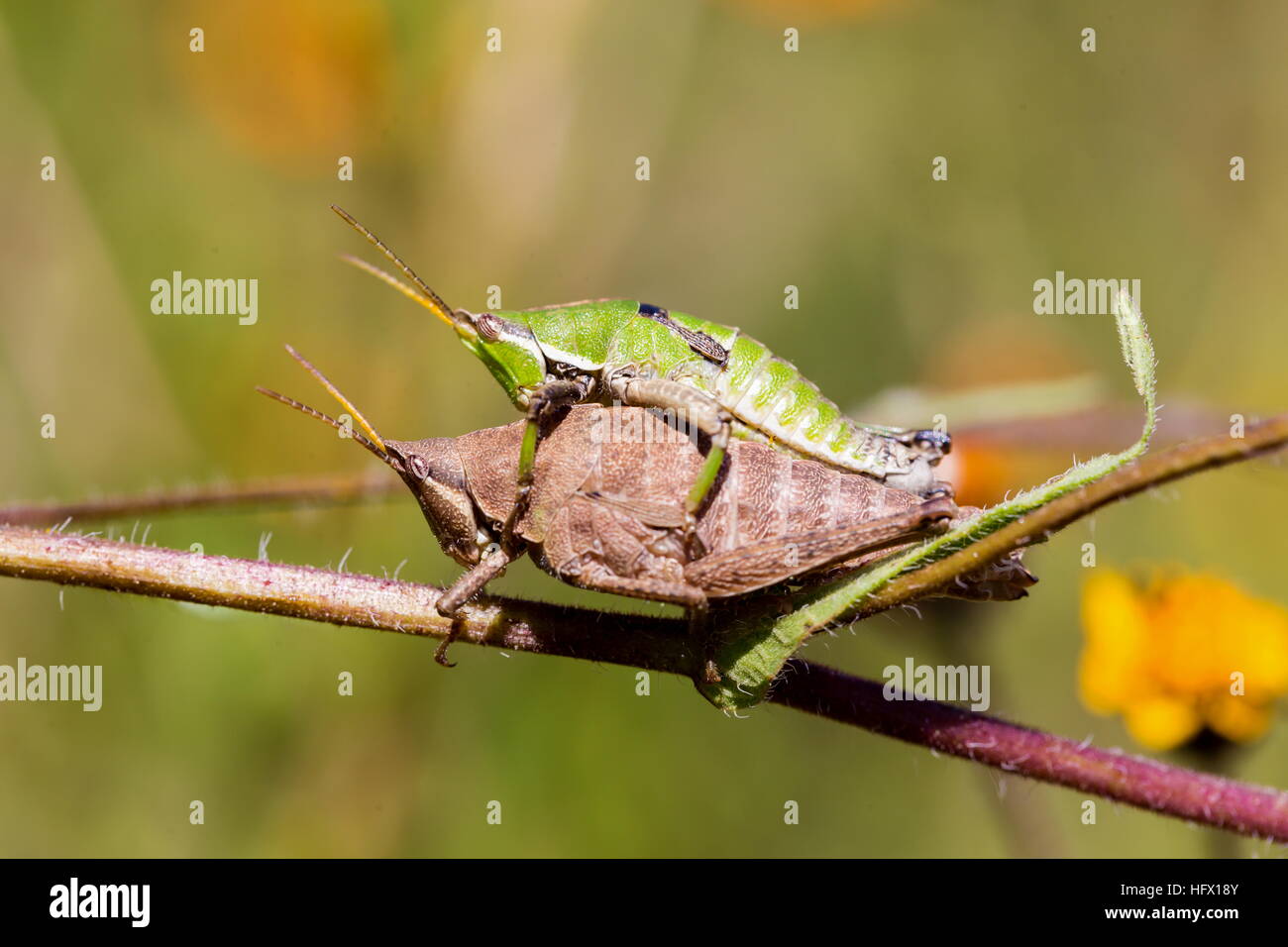 Eastern lubber grasshoppers hi-res stock photography and images - Alamy