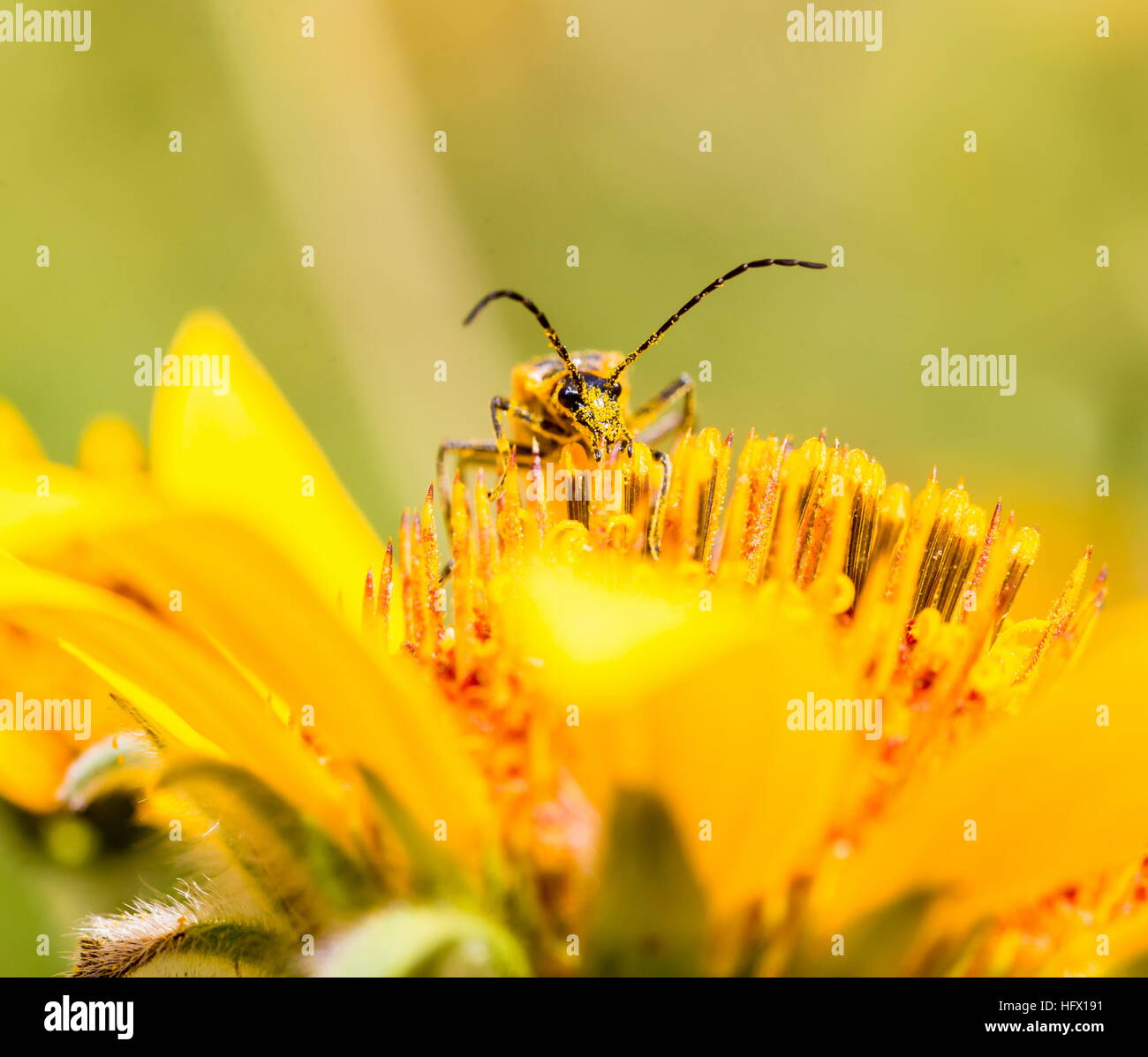 Wild flowers and insects of Mexico Stock Photo - Alamy