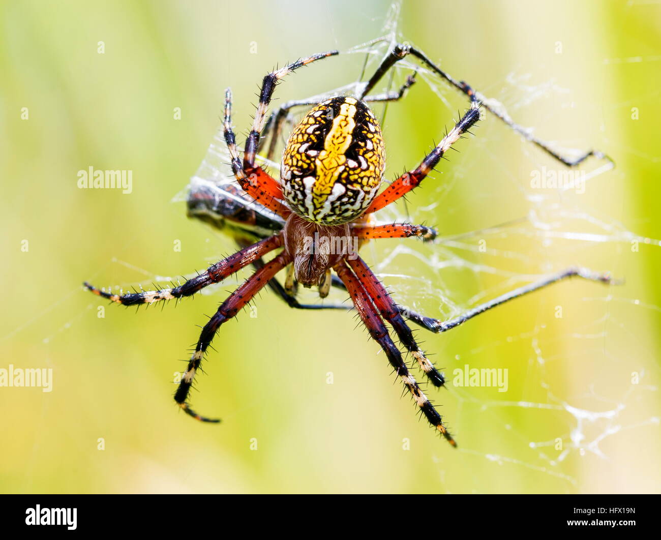 Golden silk orb-weaver spider Stock Photo - Alamy