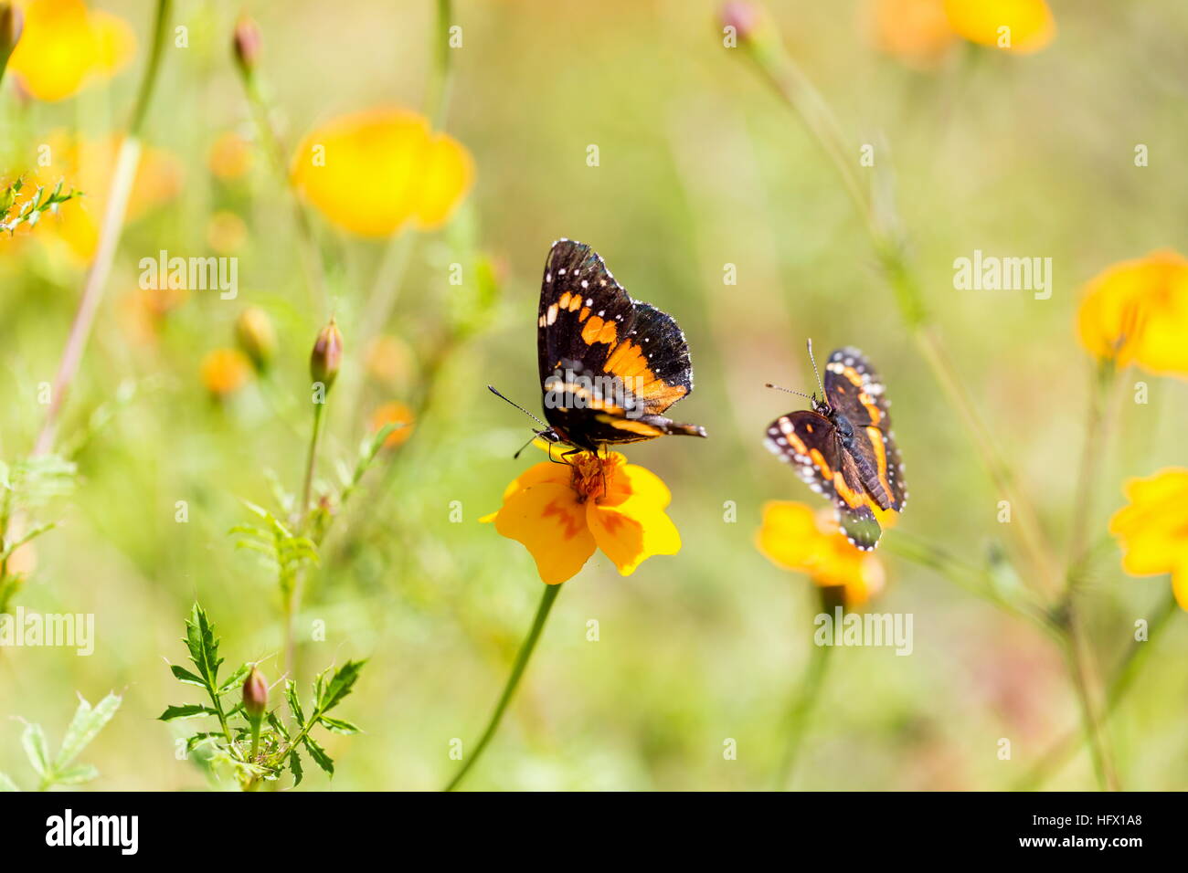 Bordered Patch butterfly in central Mexico. Orange and brown butterfly ...