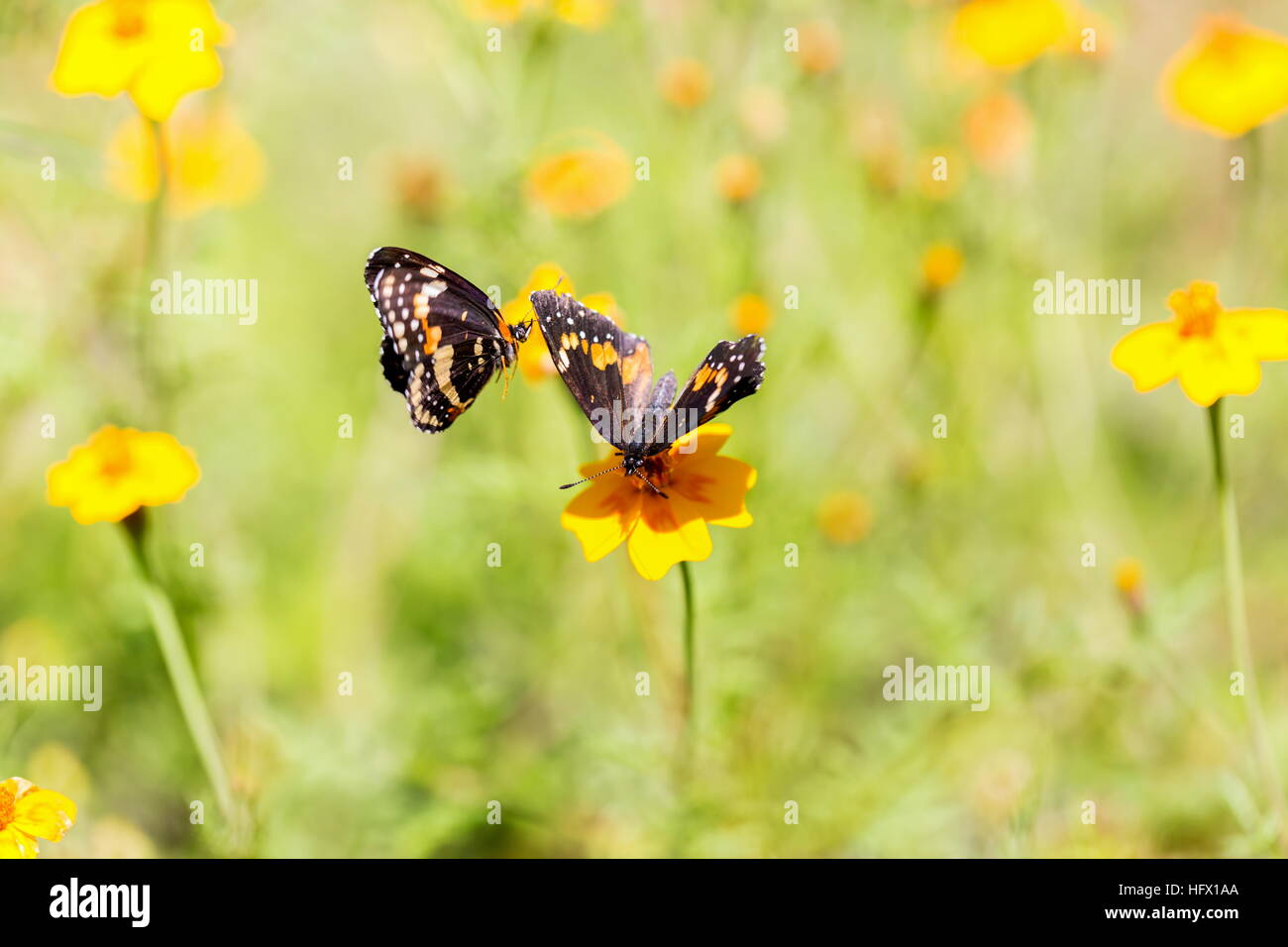 Bordered Patch butterfly in central Mexico. Orange and brown butterfly ...