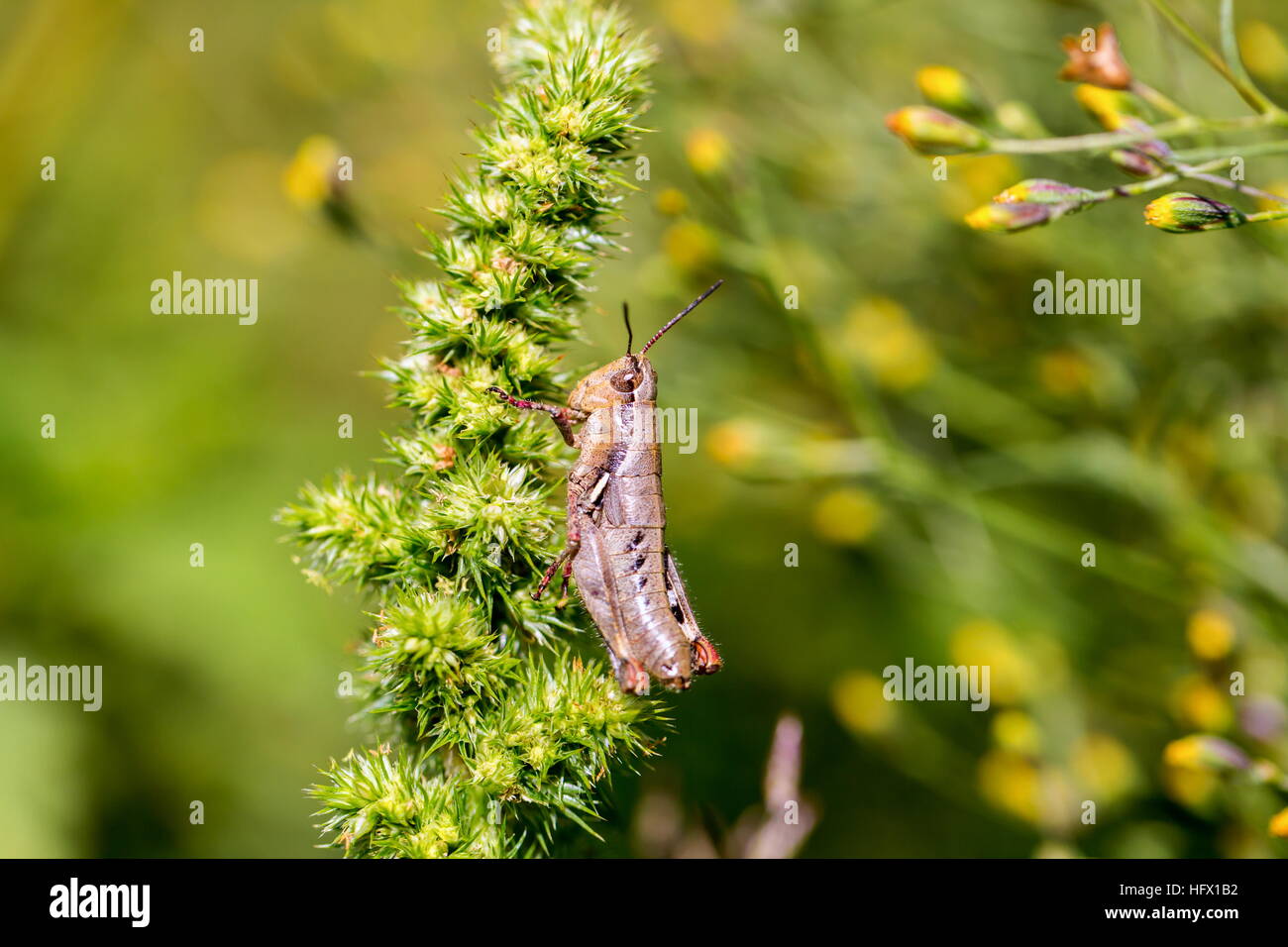 Grasshopper in a field in Mexico Stock Photo - Alamy