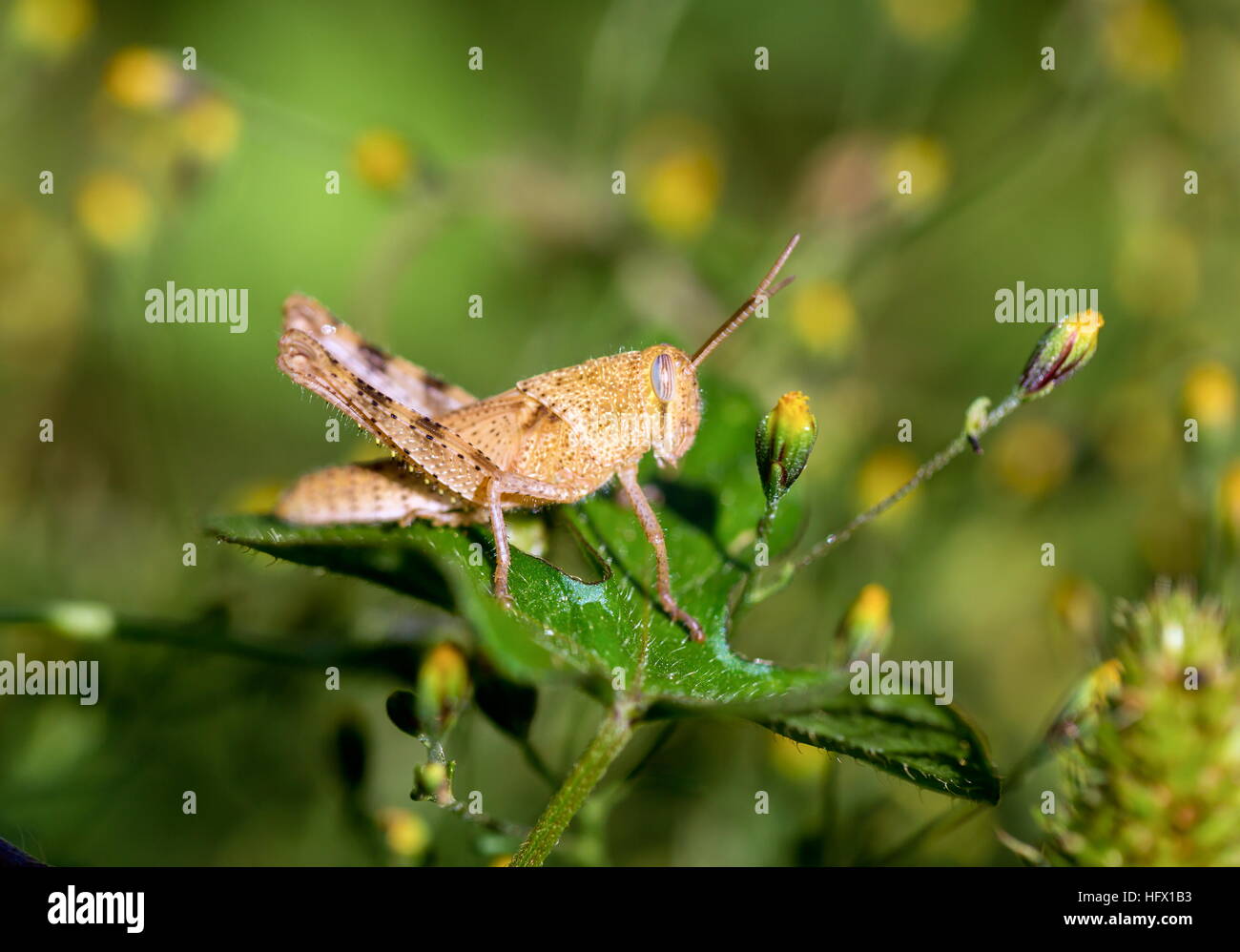 Grasshopper in a field in Mexico Stock Photo - Alamy