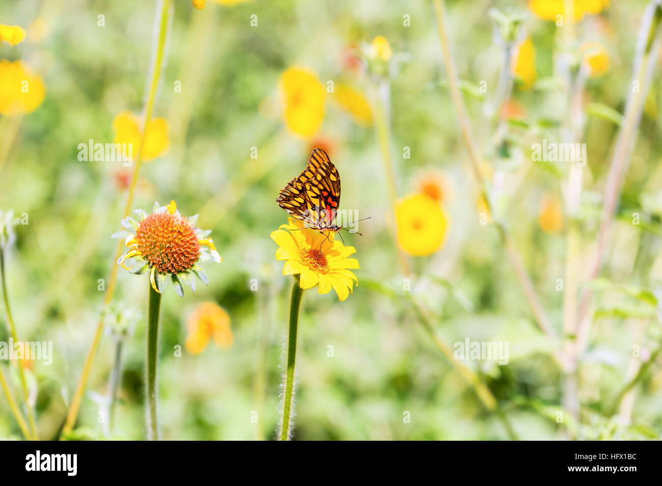 Bordered Patch butterfly in central Mexico. Orange and brown butterfly ...
