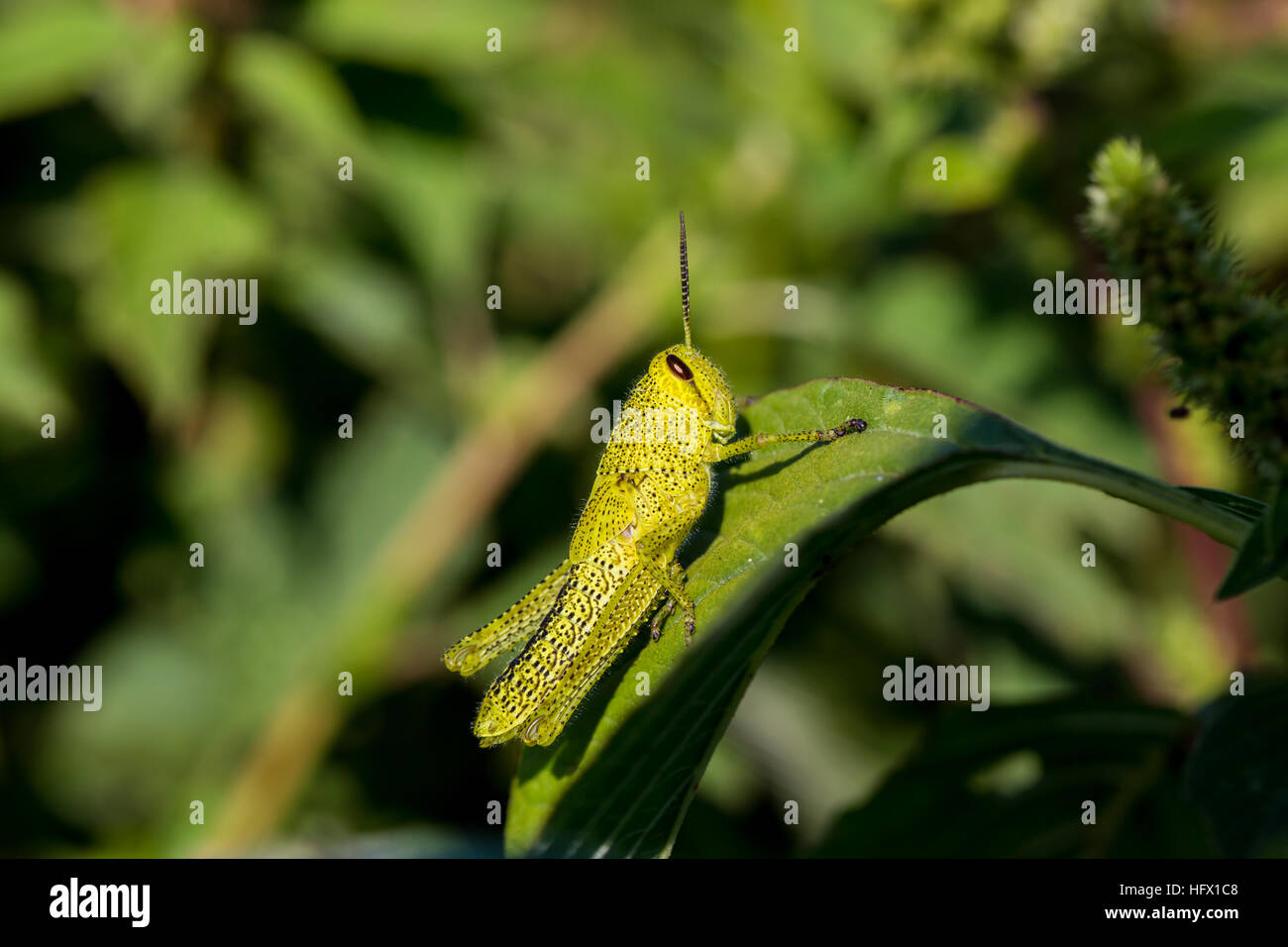 Grasshopper in a field in Mexico Stock Photo - Alamy