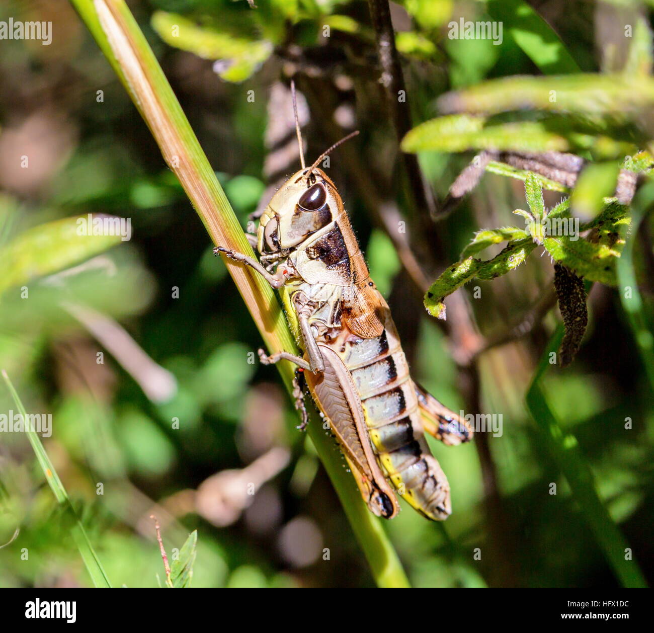 Grasshopper in a field in Mexico Stock Photo - Alamy
