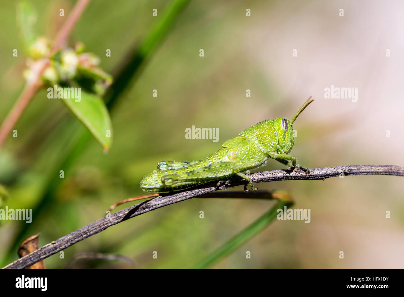 Grasshopper in a field in Mexico Stock Photo - Alamy