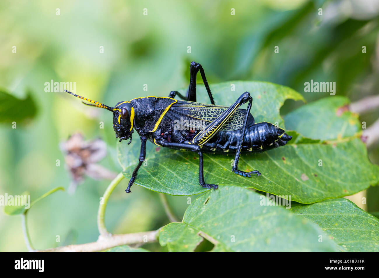 Black diablo grasshopper hi-res stock photography and images - Alamy