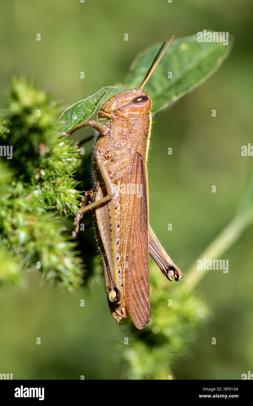 Grasshopper in a field in Mexico Stock Photo - Alamy