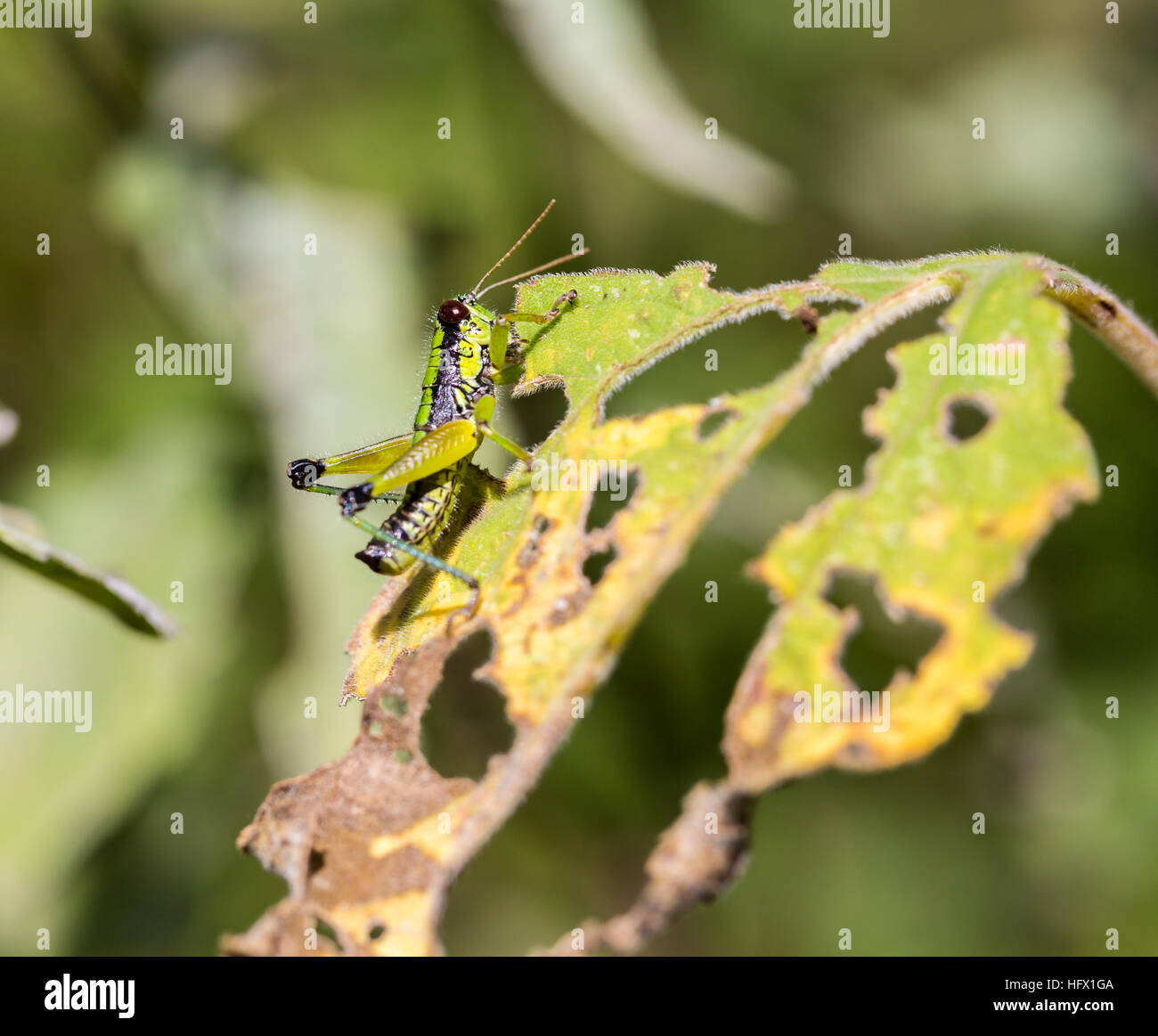 Grasshopper in a field in Mexico Stock Photo - Alamy