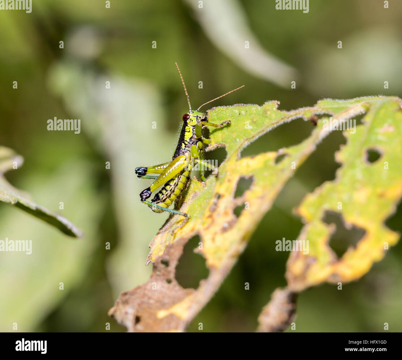 Grasshopper in a field in Mexico Stock Photo - Alamy