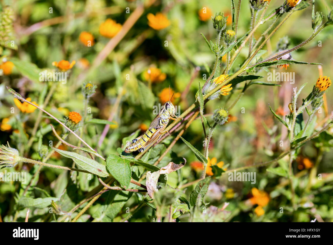 Grasshopper in a field in Mexico Stock Photo - Alamy
