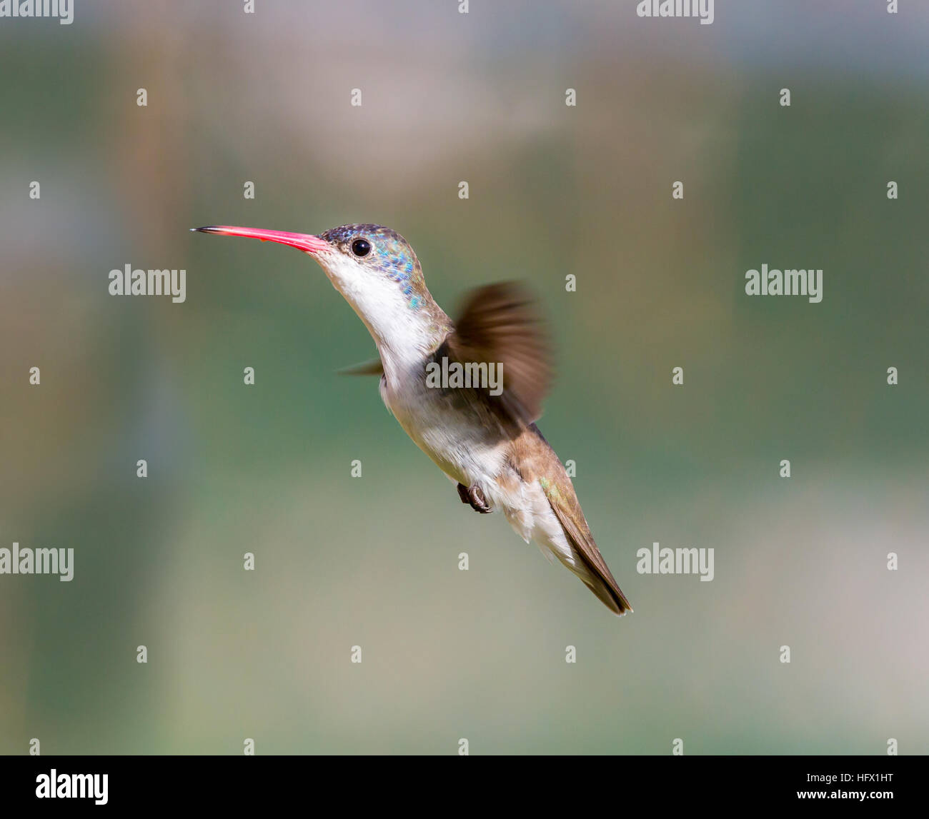 Violet Crowned Hummingbird Stock Photo - Alamy