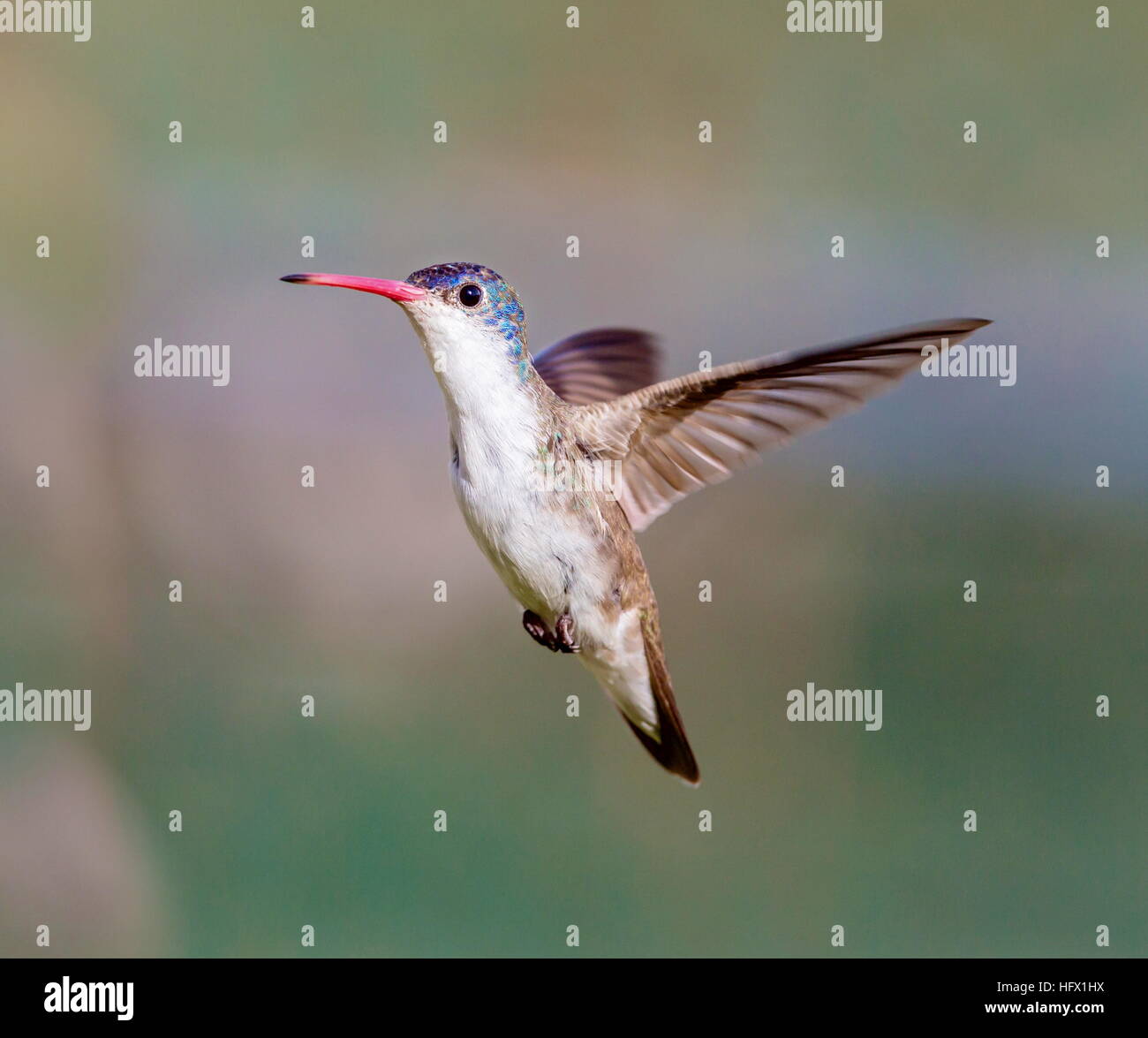 Violet Crowned Hummingbird Stock Photo - Alamy