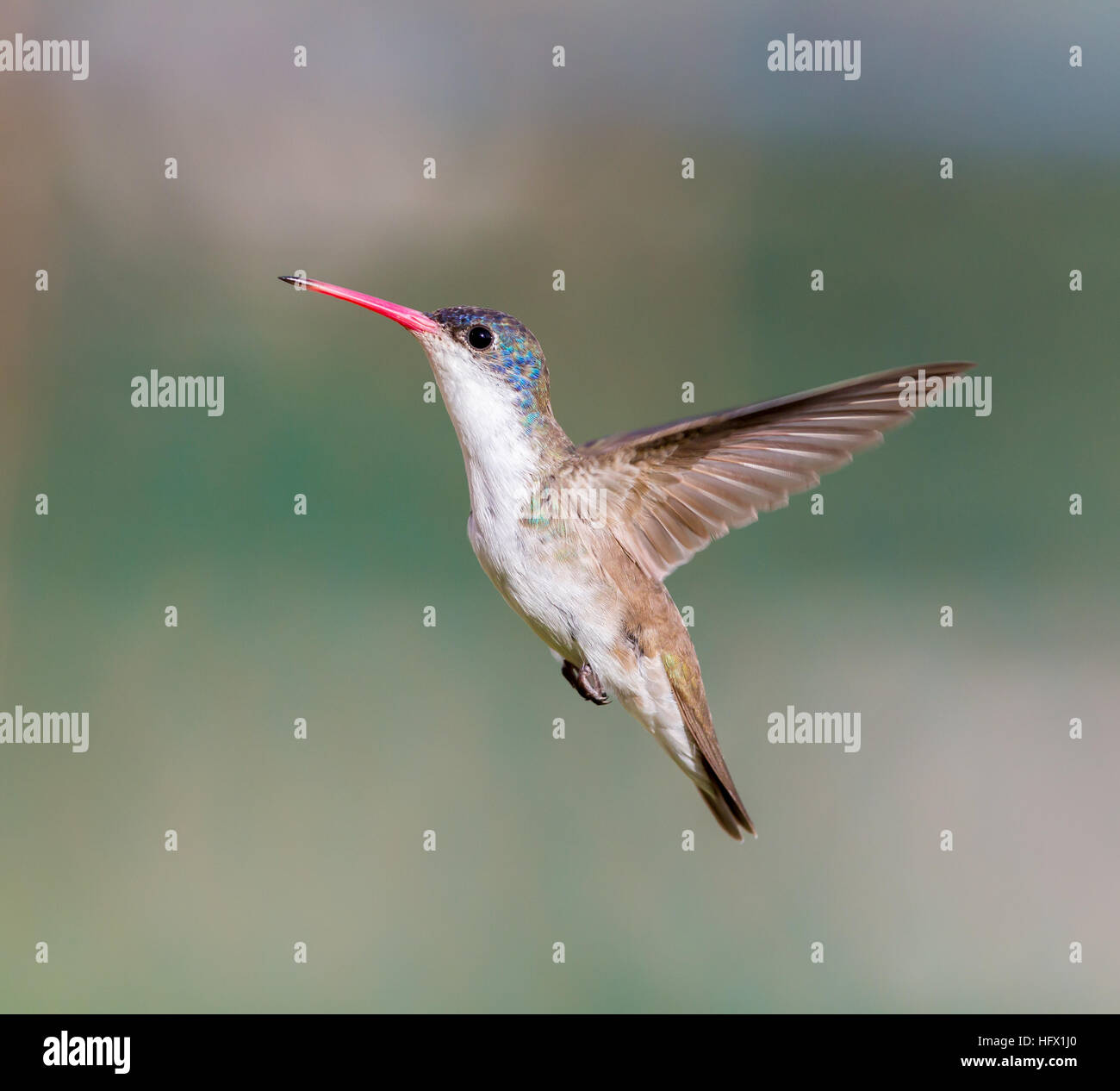 Violet Crowned Hummingbird Stock Photo - Alamy
