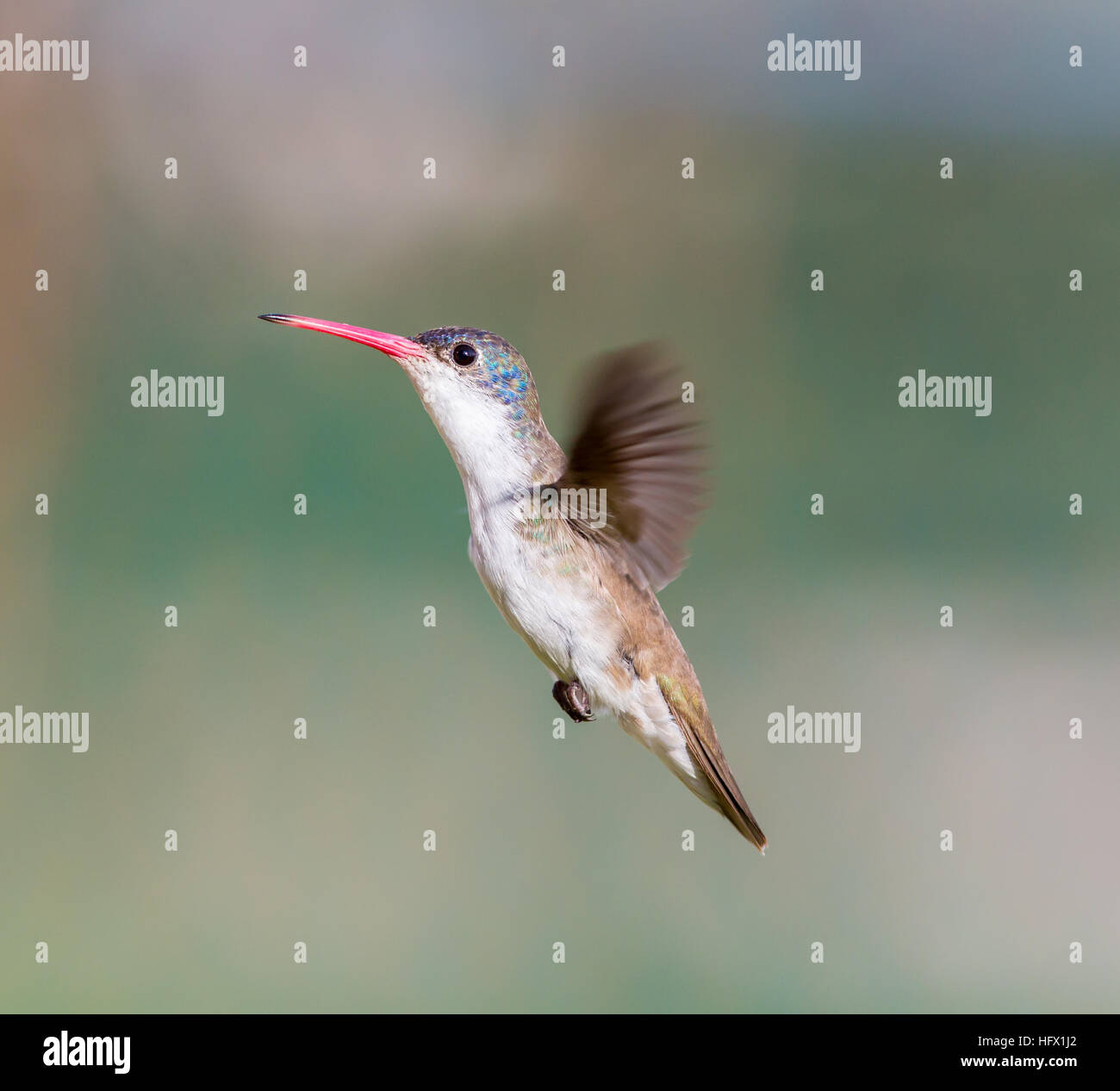 Violet Crowned Hummingbird Stock Photo - Alamy