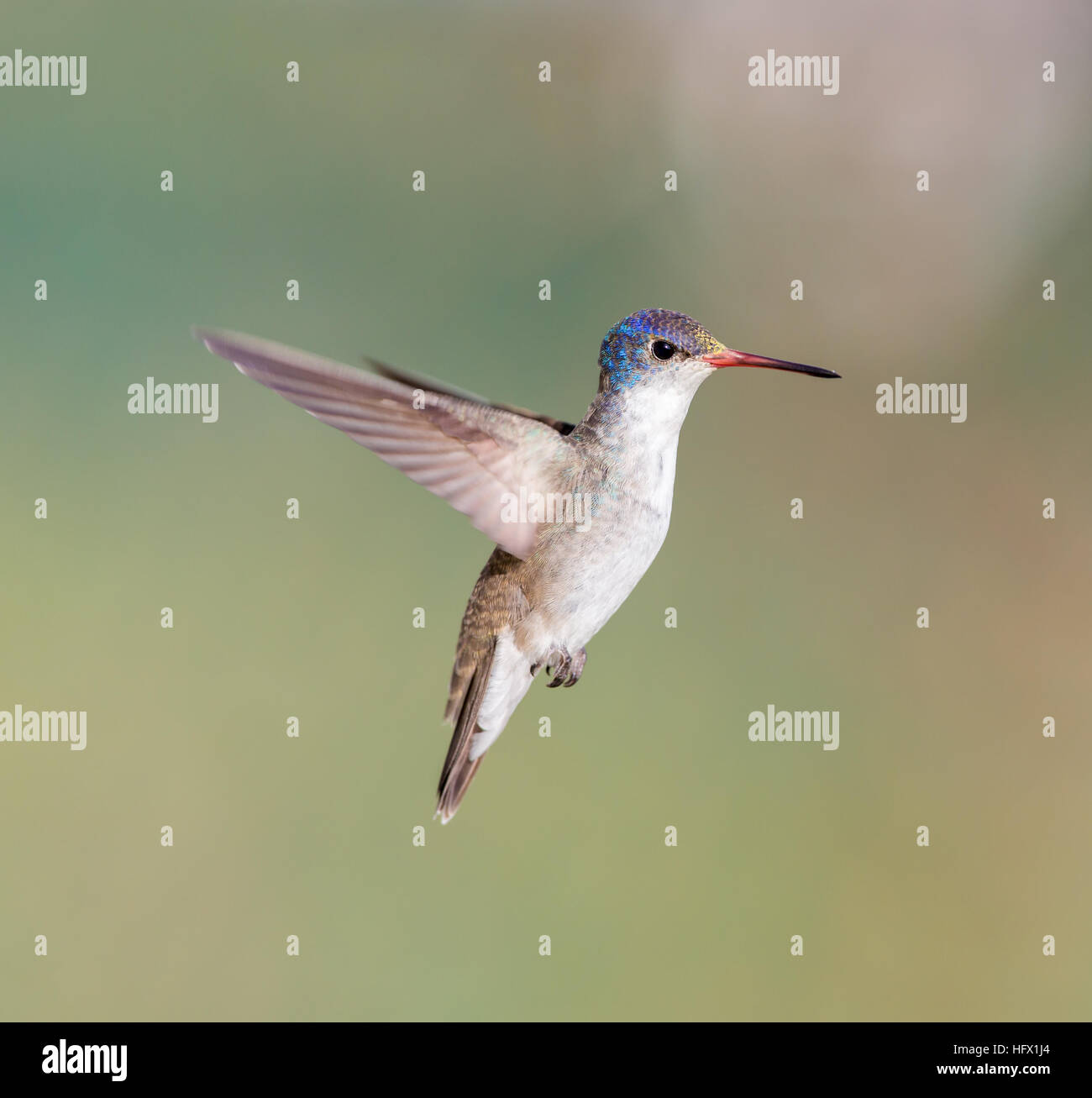 Violet Crowned Hummingbird Stock Photo - Alamy