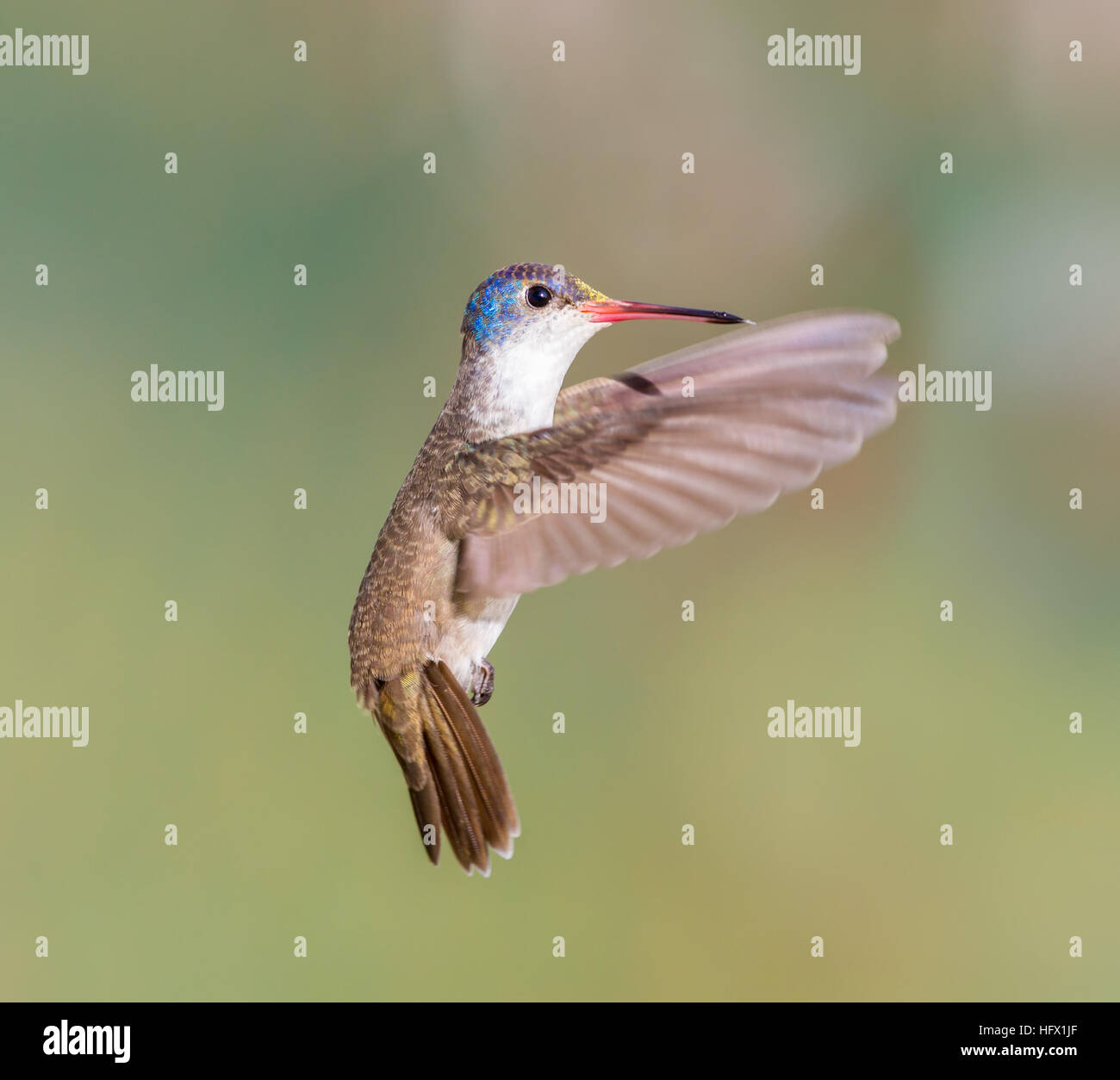 Violet Crowned Hummingbird Stock Photo - Alamy