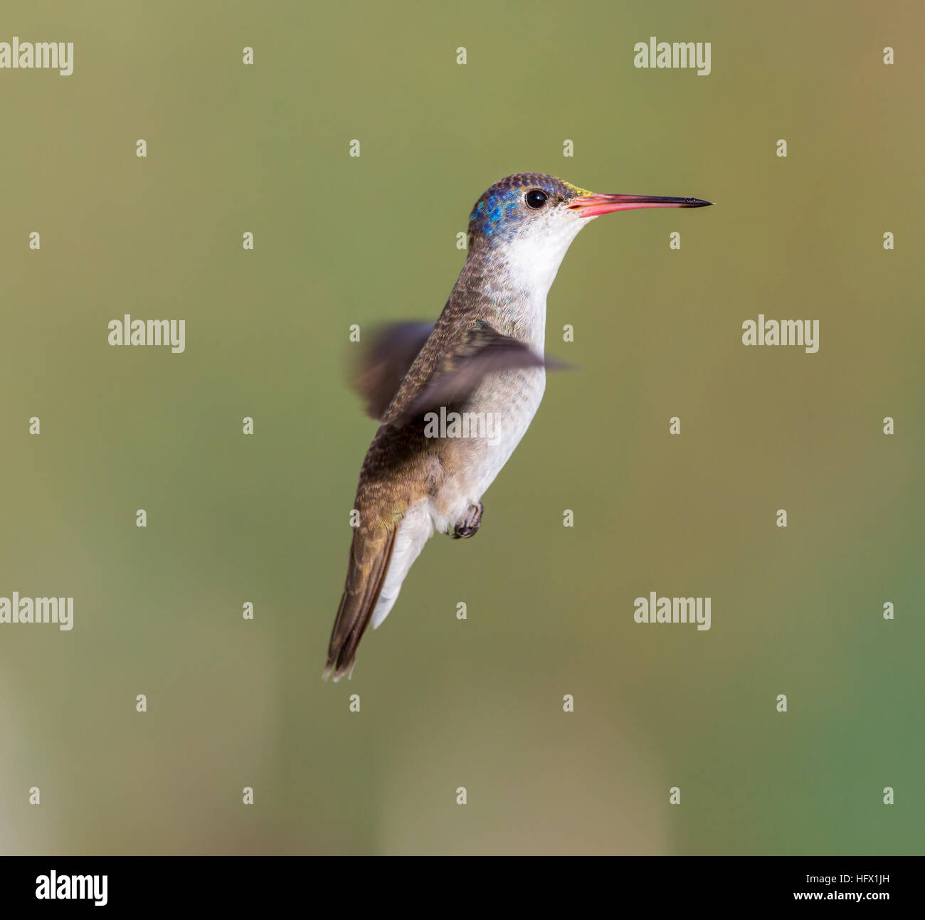 Violet Crowned Hummingbird Stock Photo - Alamy