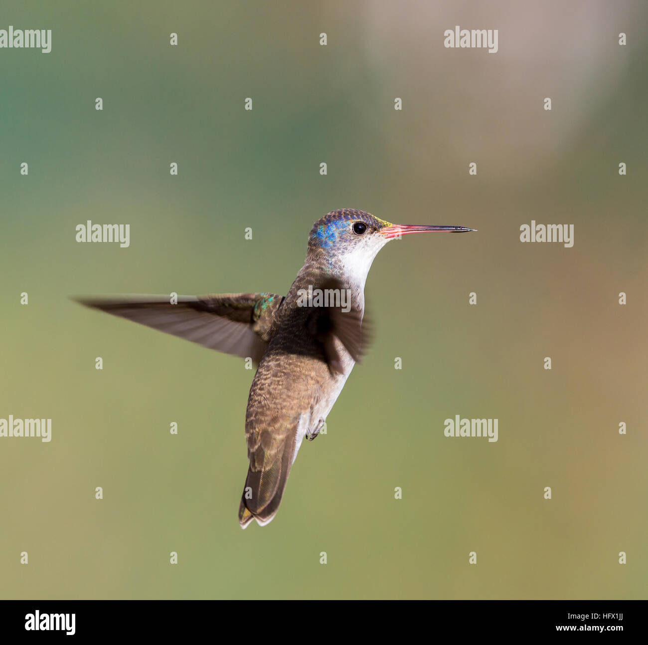 Violet Crowned Hummingbird Stock Photo - Alamy