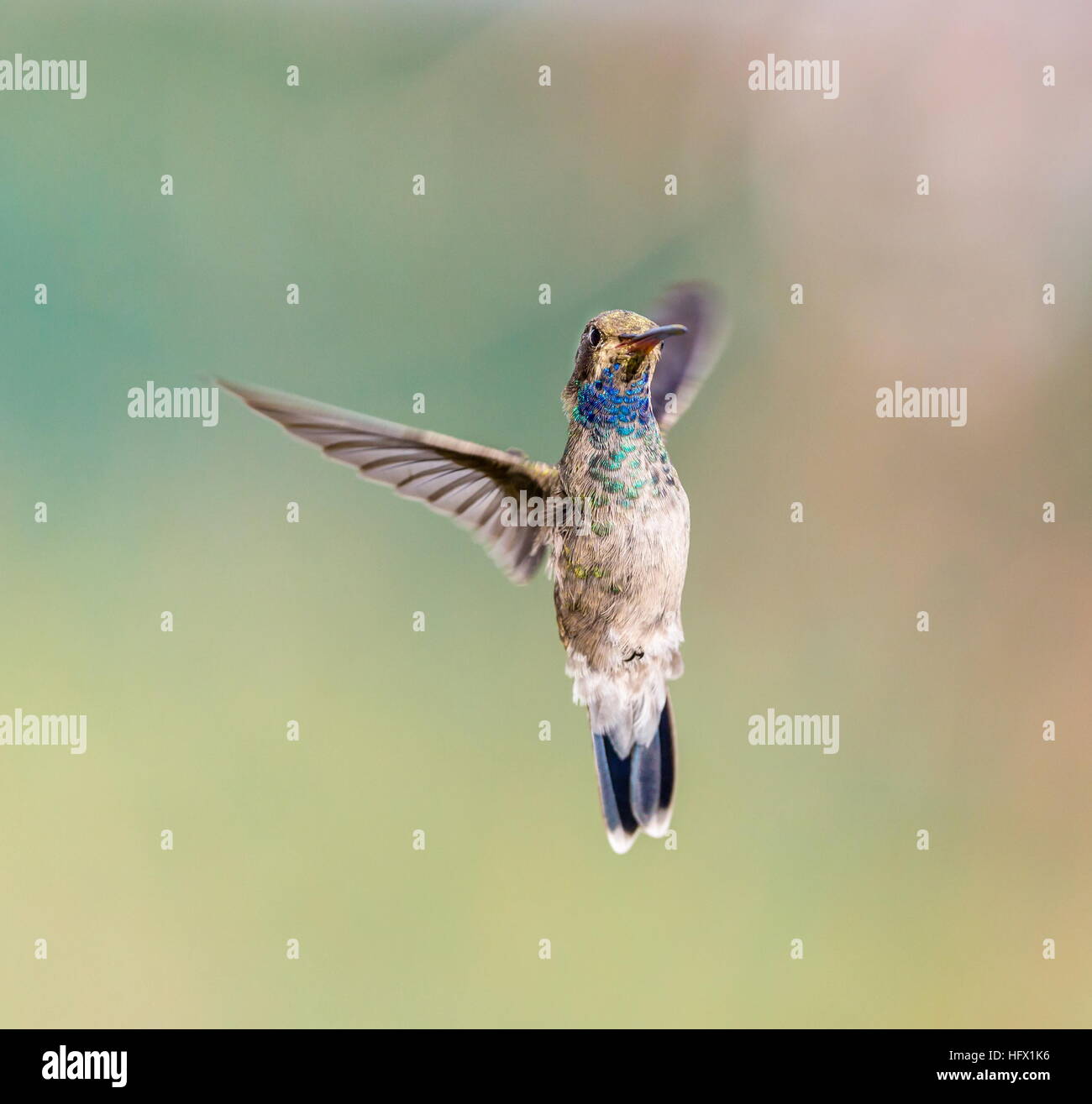 Rainbow hummingbird hi-res stock photography and images - Alamy