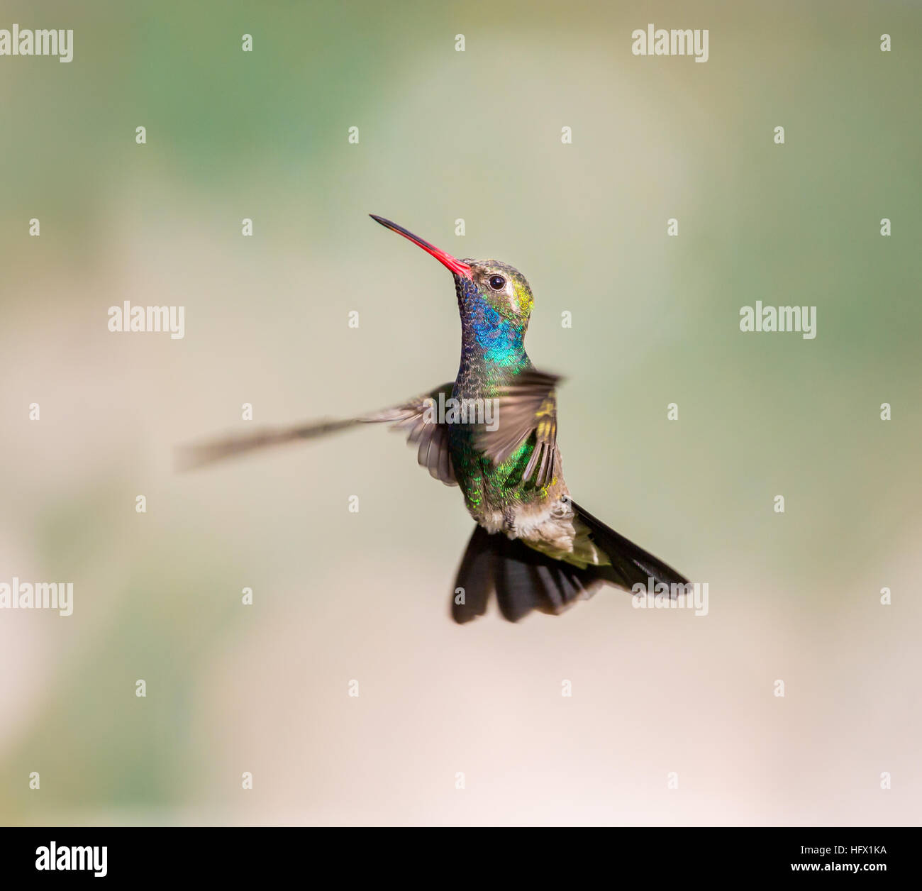 Broad billed hummingbird Stock Photo - Alamy