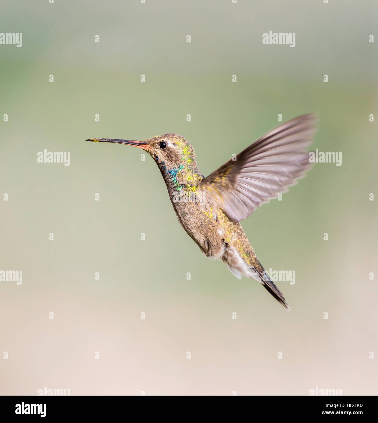 Rainbow hummingbird hi-res stock photography and images - Alamy