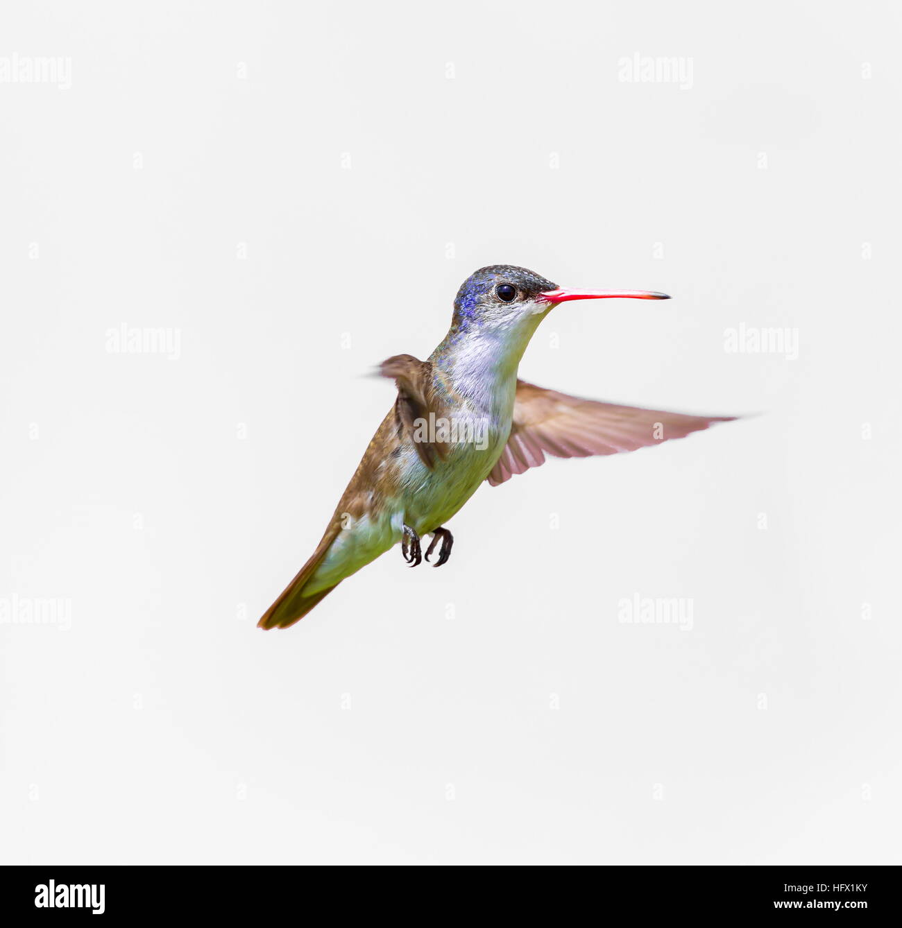 Violet Crowned Hummingbird Stock Photo - Alamy