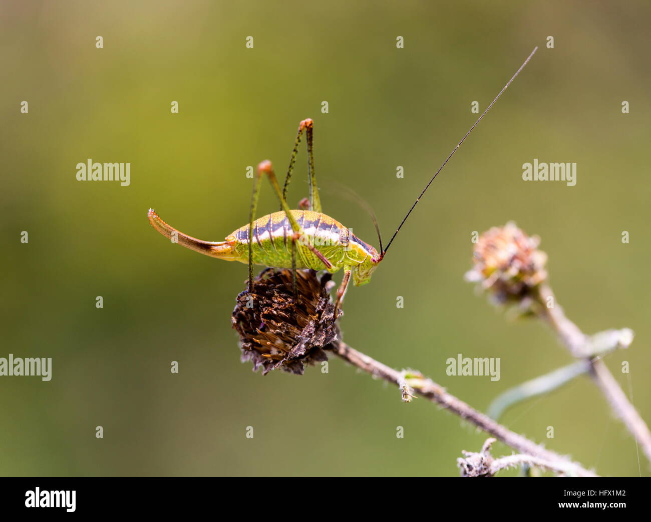Fork tailed bush katydid hi-res stock photography and images - Alamy