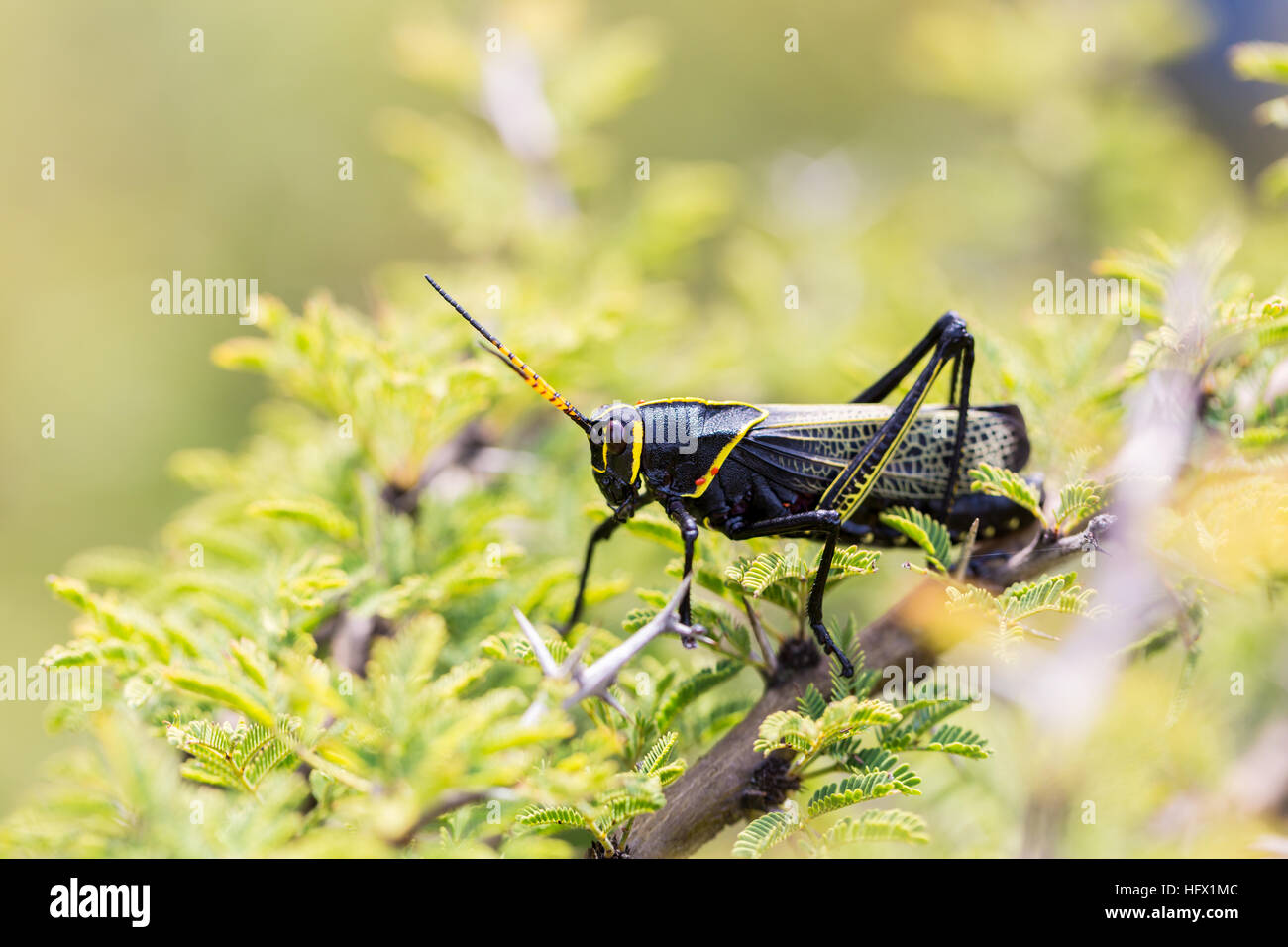 Black diablo grasshopper hi-res stock photography and images - Alamy