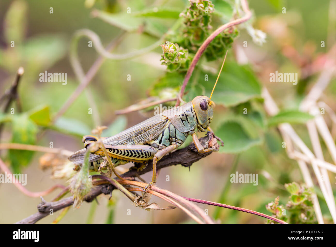 Grasshopper in a field in Mexico Stock Photo - Alamy