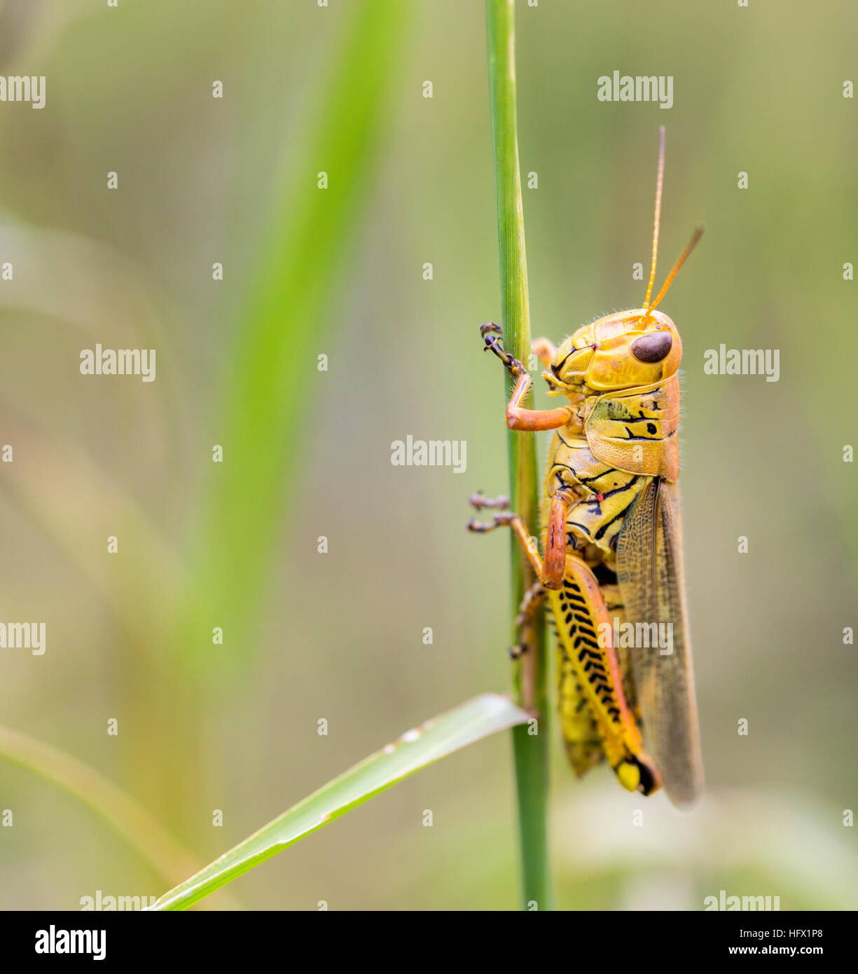Grasshopper in a field in Mexico Stock Photo - Alamy