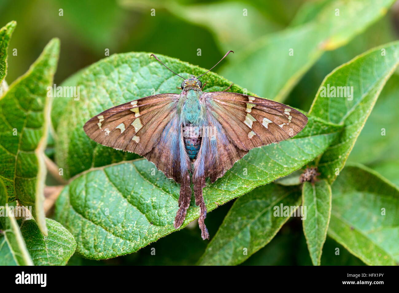 Bordered Patch butterfly in central Mexico. Orange and brown butterfly ...