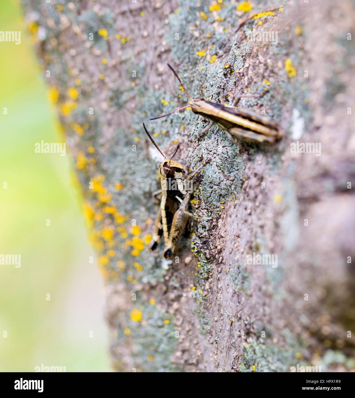 Grasshopper in a field in Mexico Stock Photo - Alamy