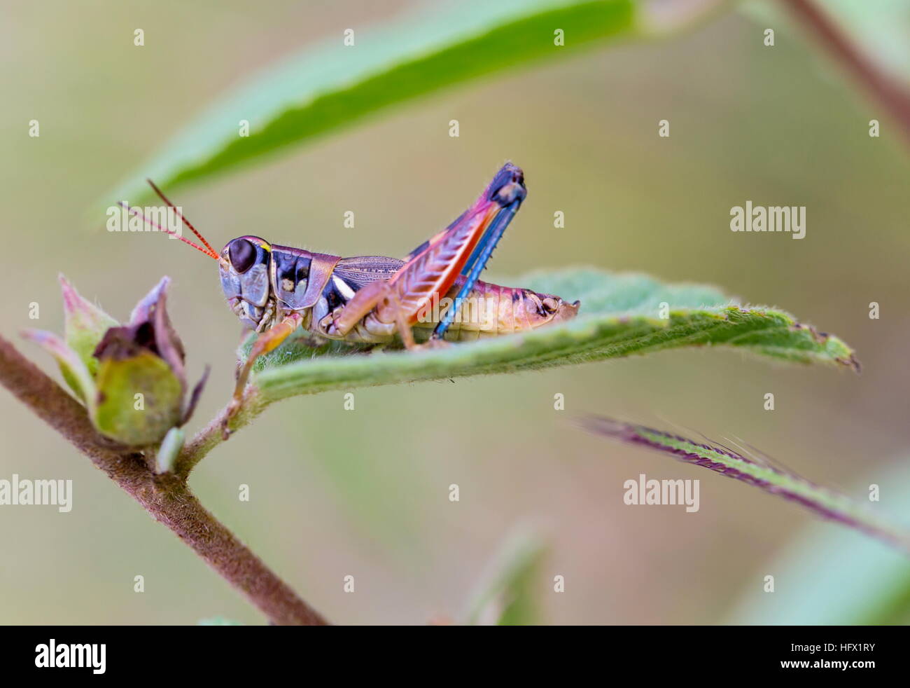 Grasshopper in a field in Mexico Stock Photo - Alamy