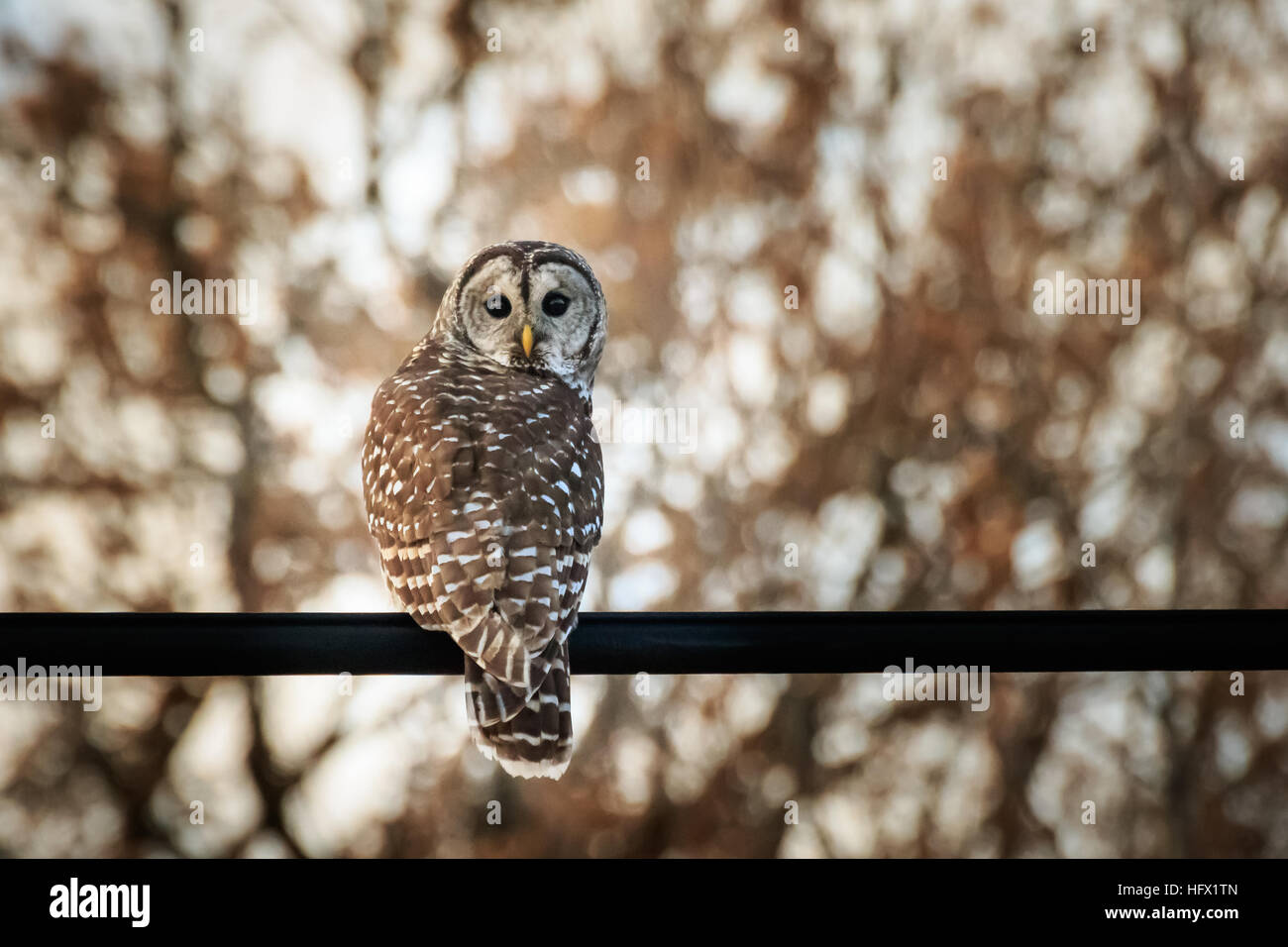 Intruding hi-res stock photography and images - Alamy