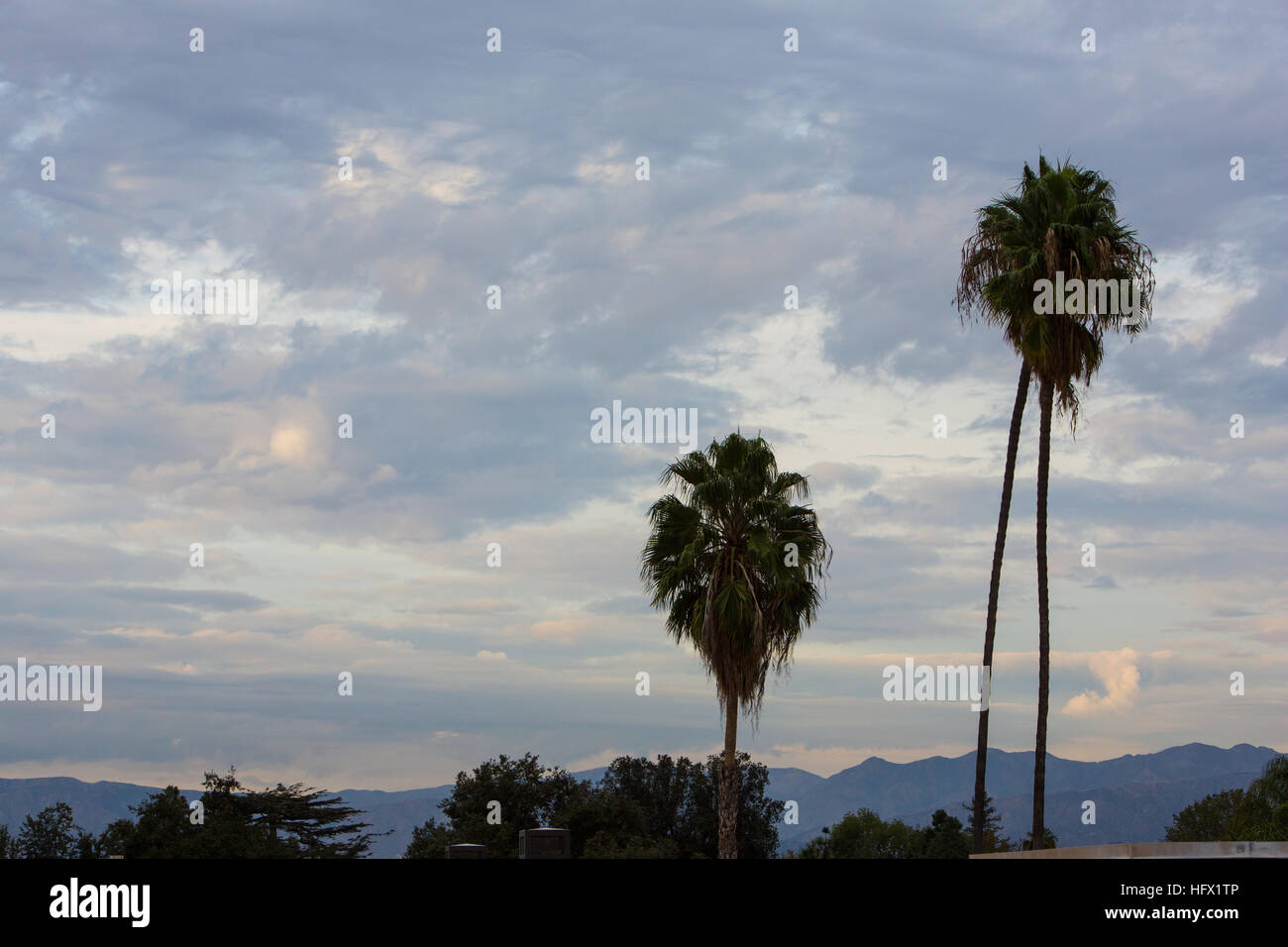 Palm Trees in California Stock Photo - Alamy