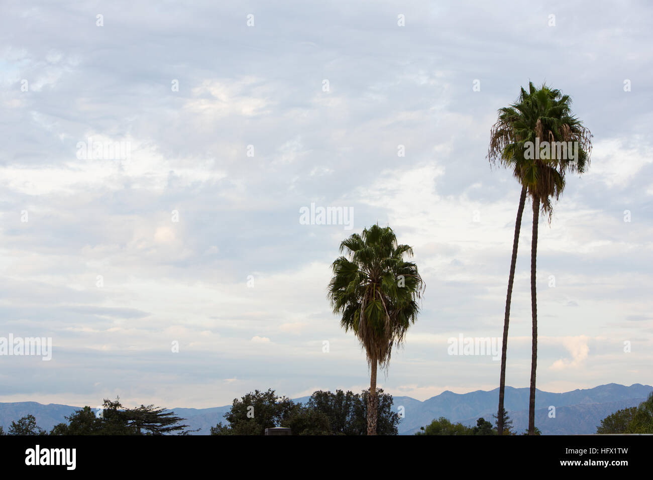 Palm Trees in California Stock Photo - Alamy