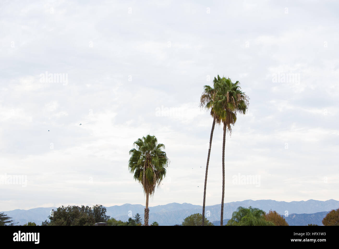 Palm Trees in California Stock Photo - Alamy