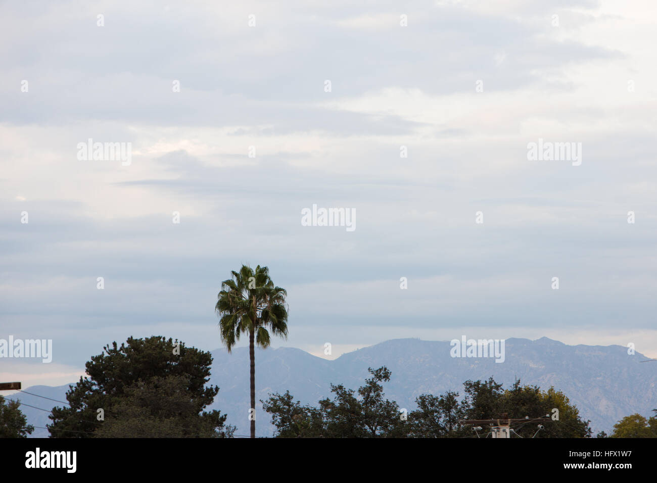 Palm Trees in California Stock Photo - Alamy