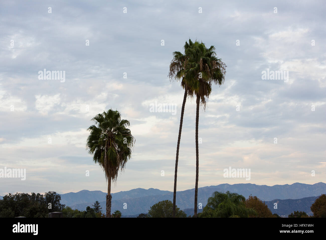 Palm Trees in California Stock Photo - Alamy