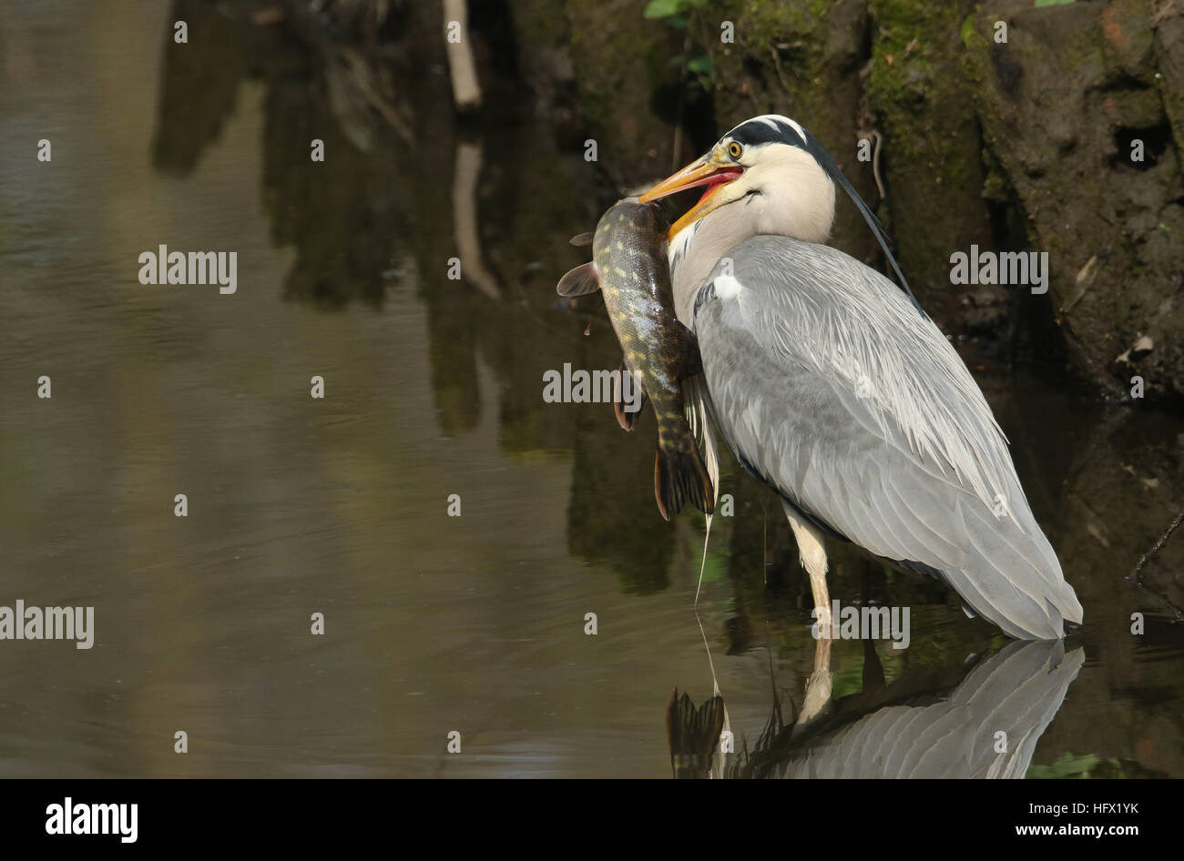 Large fish pike feeding hi-res stock photography and images - Alamy