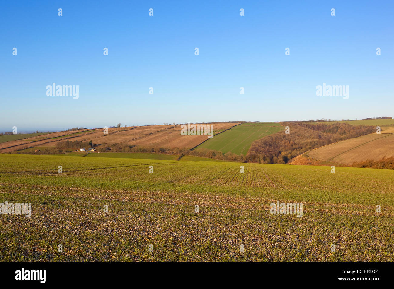 Winter wheat in the scenic agricultural landscape of the Yorkshire ...